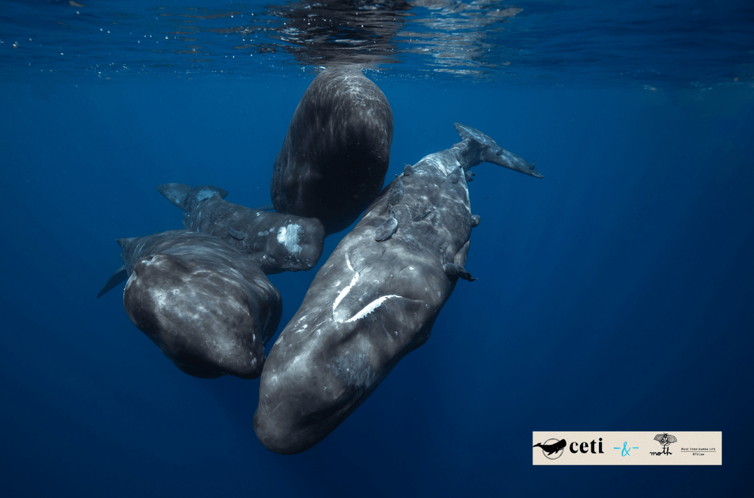 Project CETI •-- News, Research & Insights