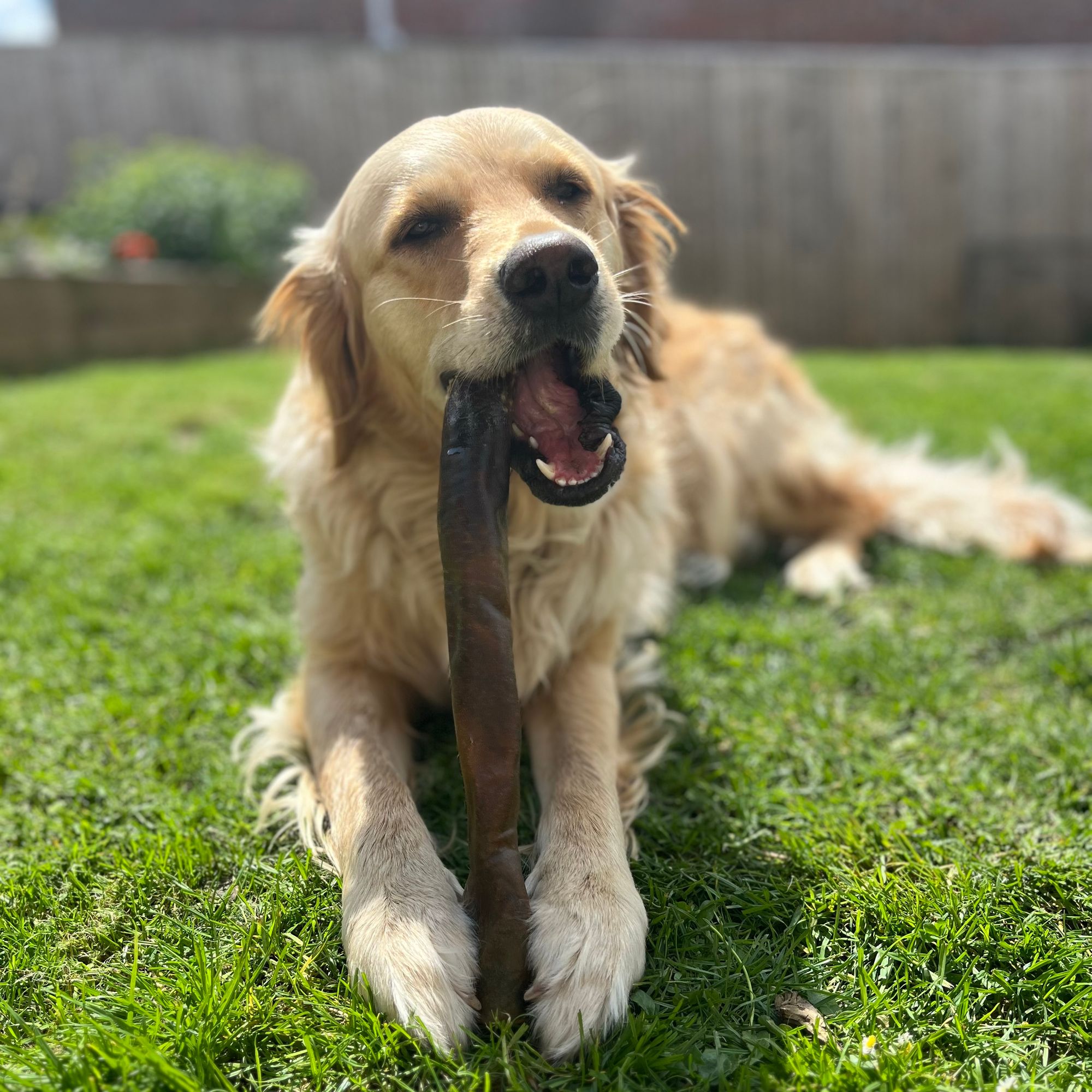 100% Natural Dog Treats - Satch's Snacks