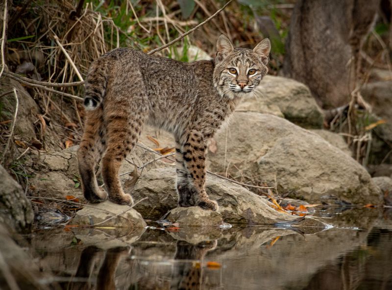 Jaguarundi - Texas Native Cats