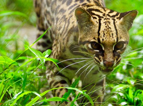 Bobcat - Texas Native Cats