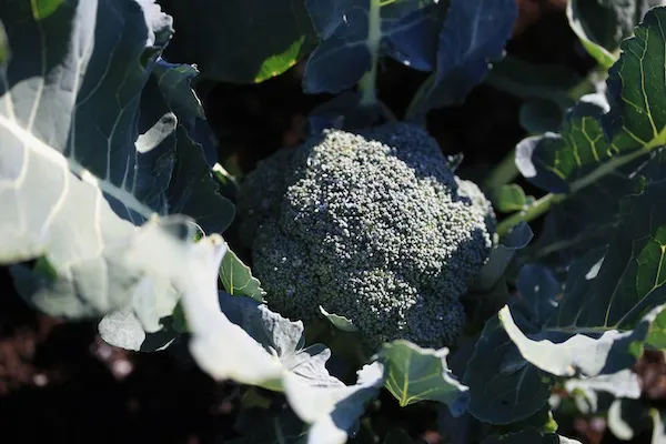 June 2020 extreme weather, early harvests, mulching, no dig garlic ...