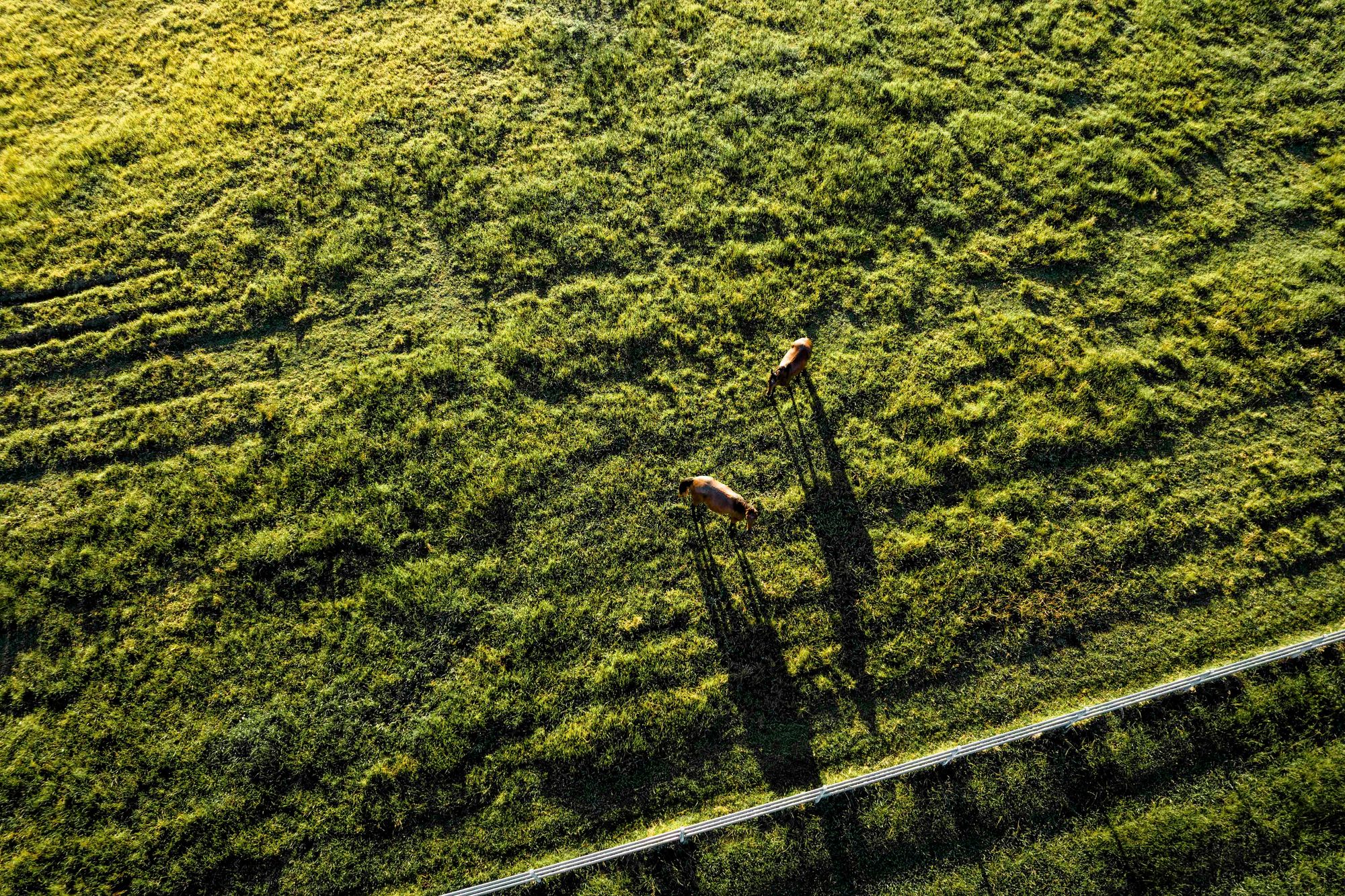 Bennett Lodge – For Agistment & Spelling in Sydney