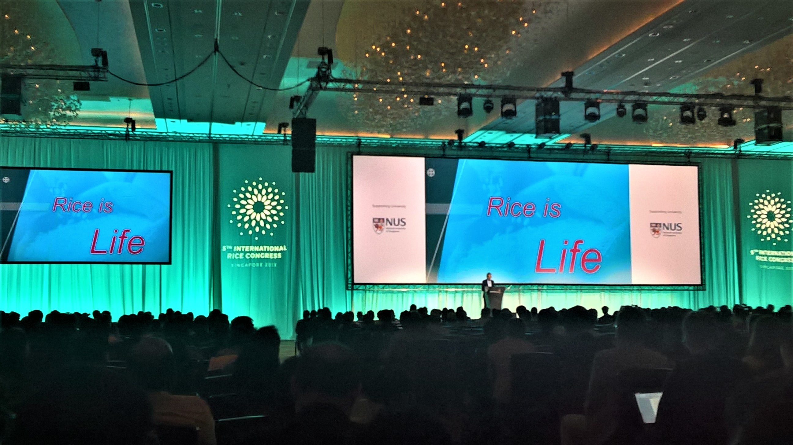 Stories | Making African rice competitive with Asian rice