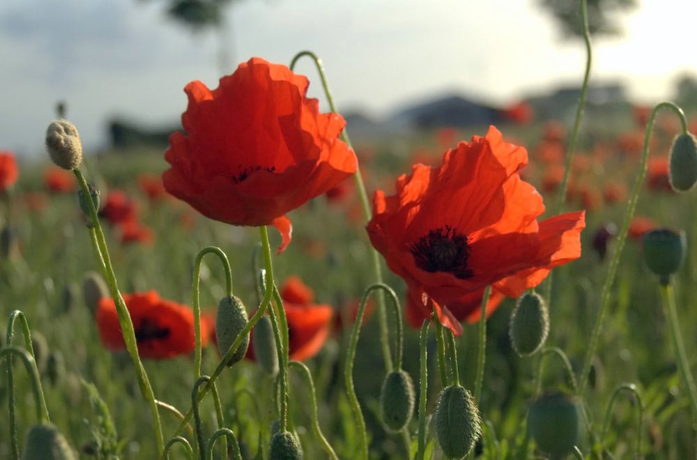 Defending Country | Red poppies and bare ground: why do we discriminate ...