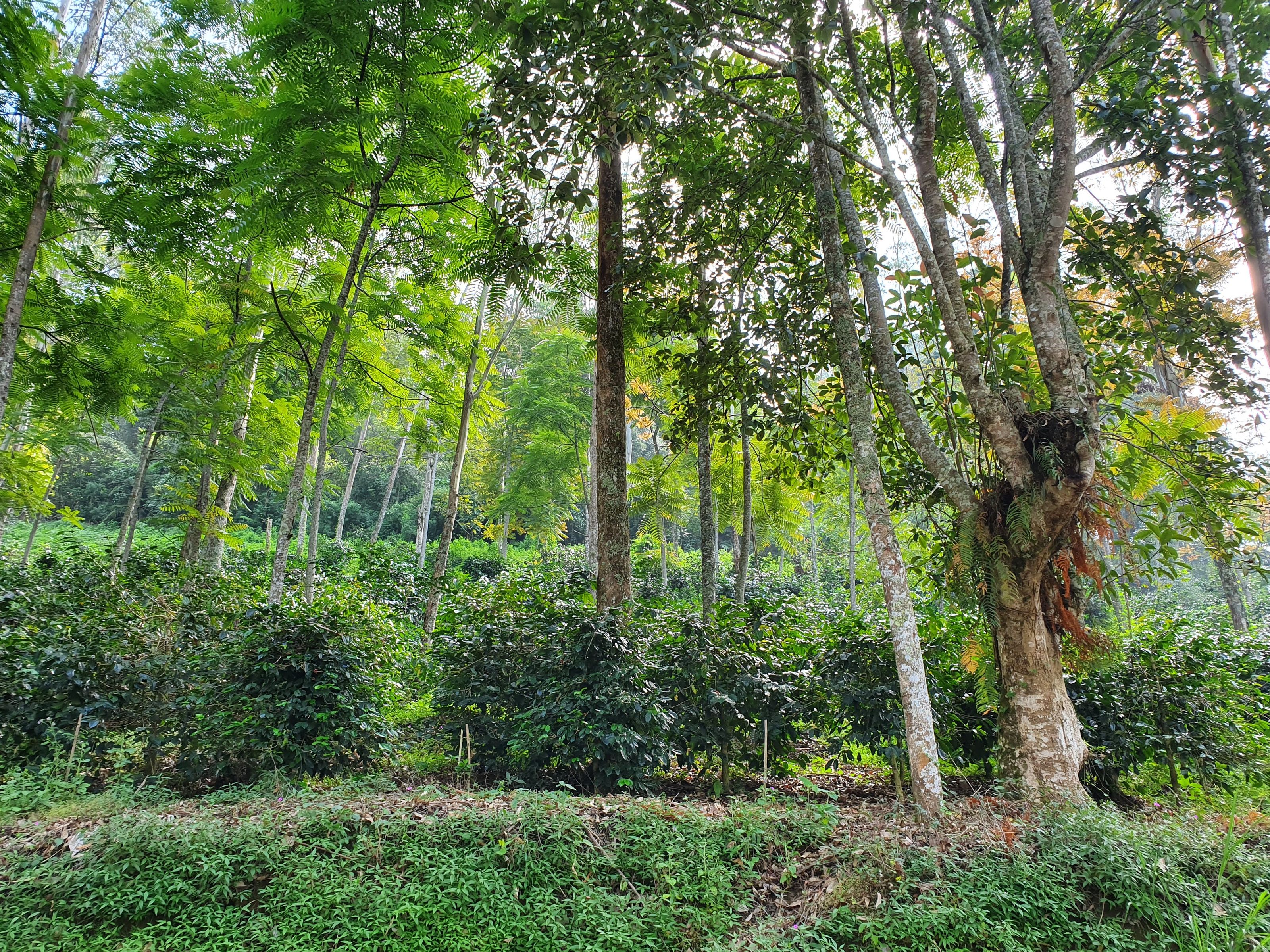 Nordic Approach - Speciality Green Coffee Importer
