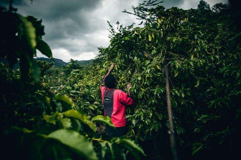 Nordic Approach - Speciality Green Coffee Importer