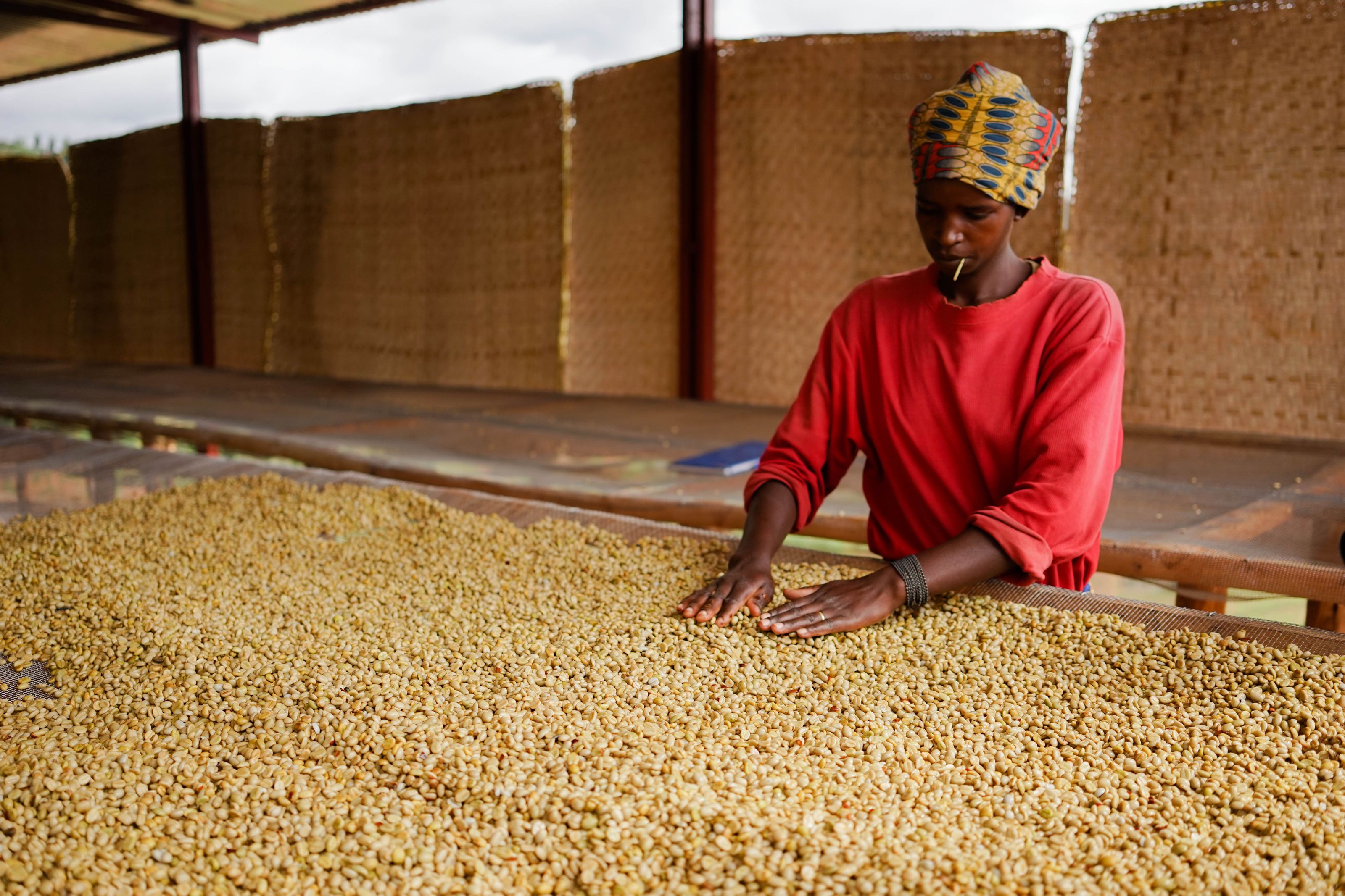 Buying Specialty Coffee in Rwanda: Challenges, Updates and Impact