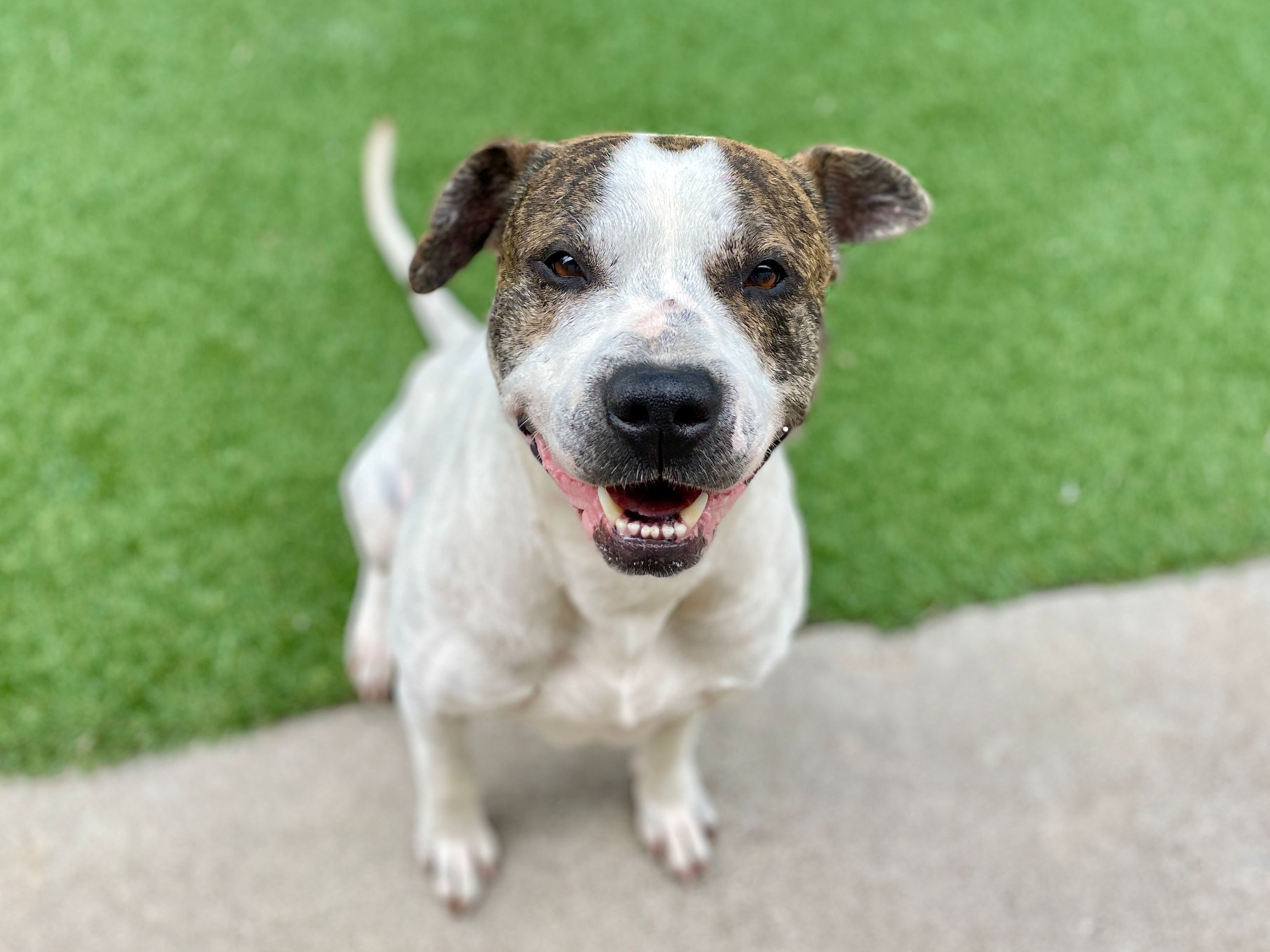 The 3/3/3 Rule For Dogs