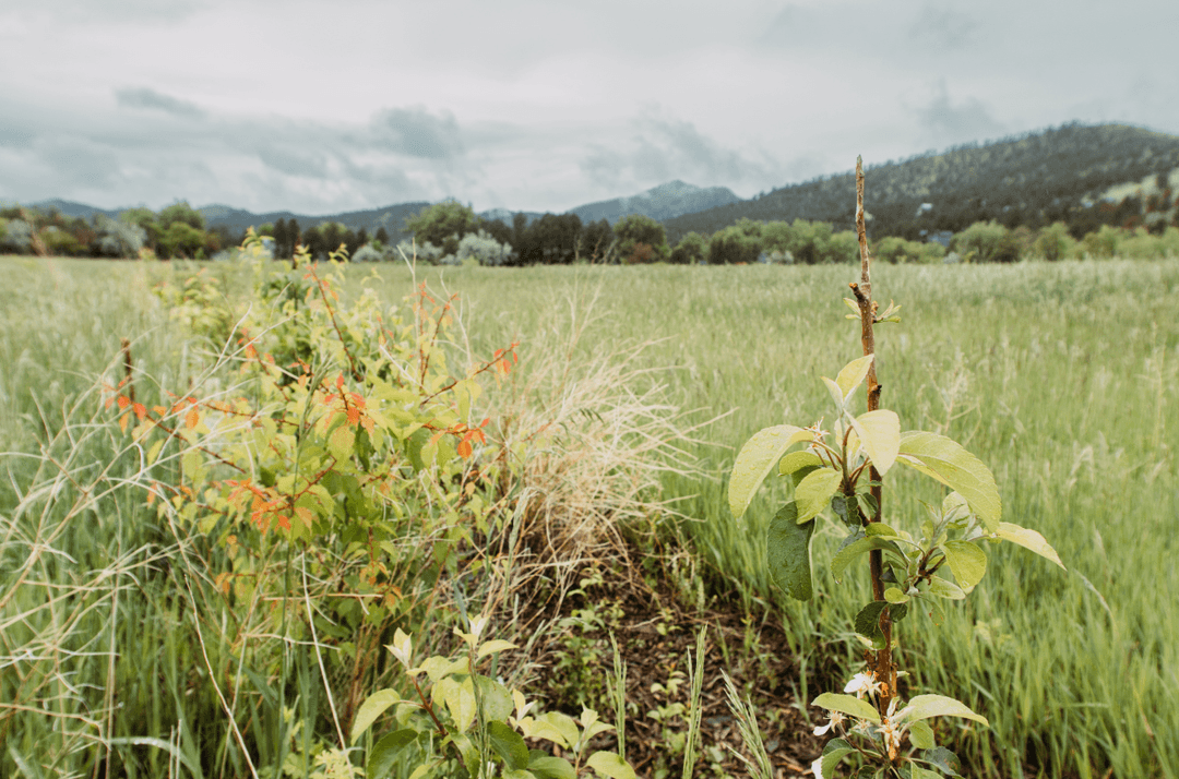 DAR | Drylands Agroecology Research