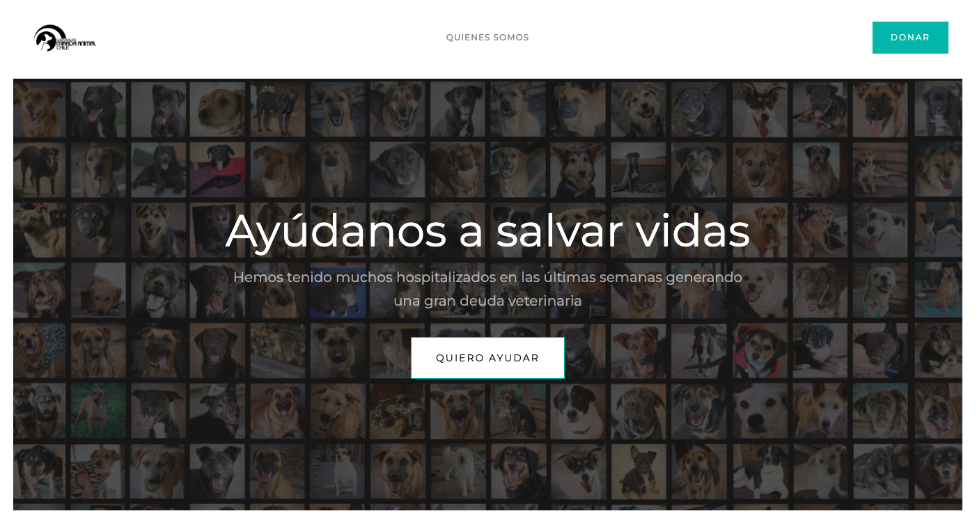 Ayúdanos a ayudar | Mirada Animal Chile