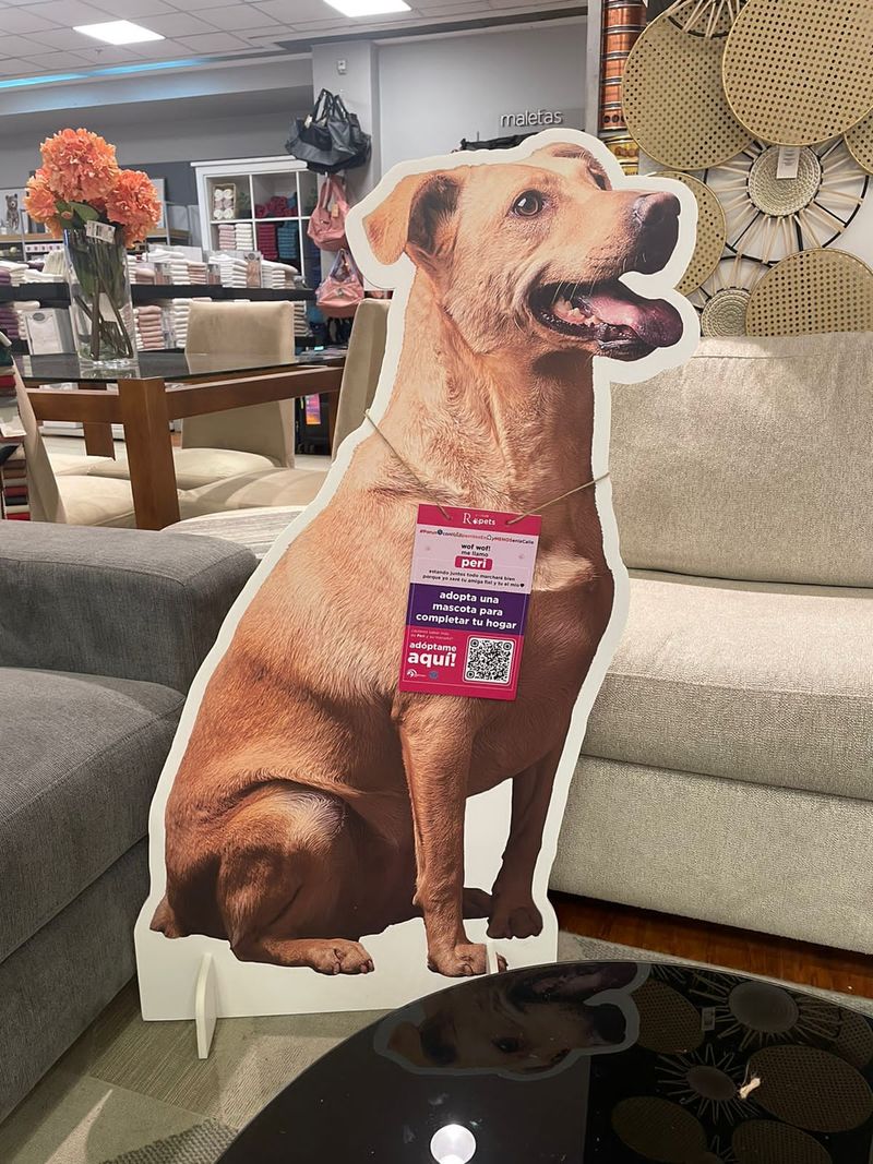 Ayúdanos a ayudar | Mirada Animal Chile