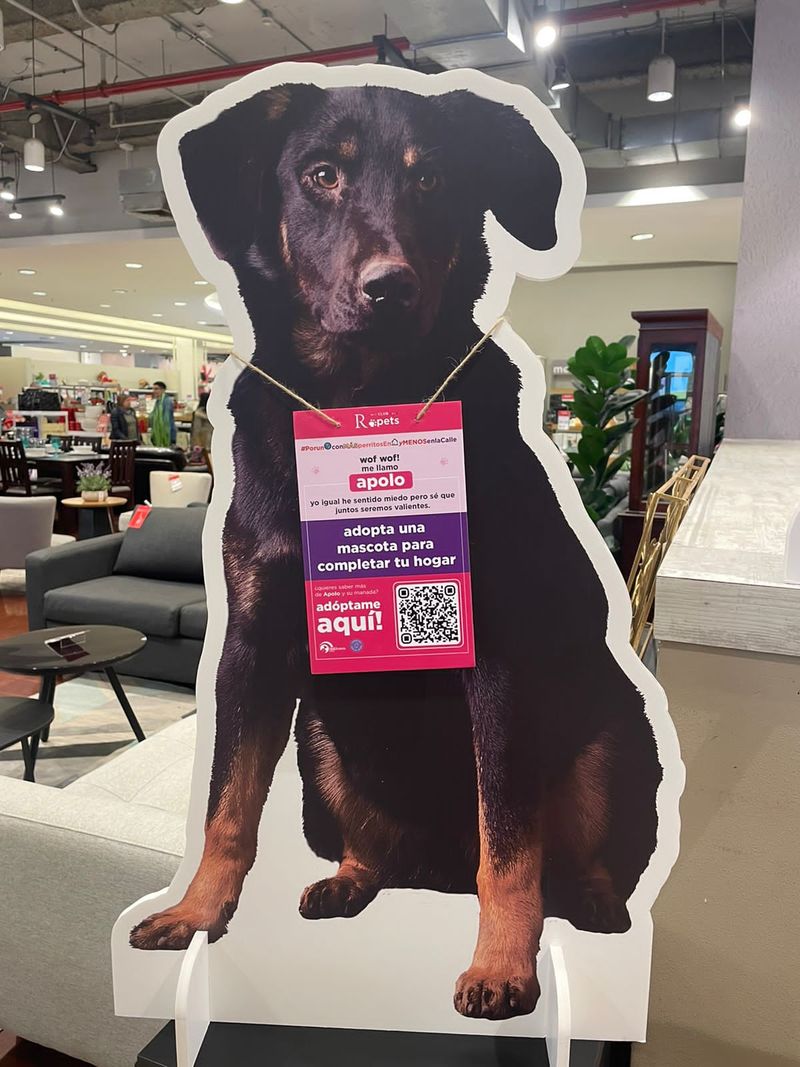 Ayúdanos a ayudar | Mirada Animal Chile