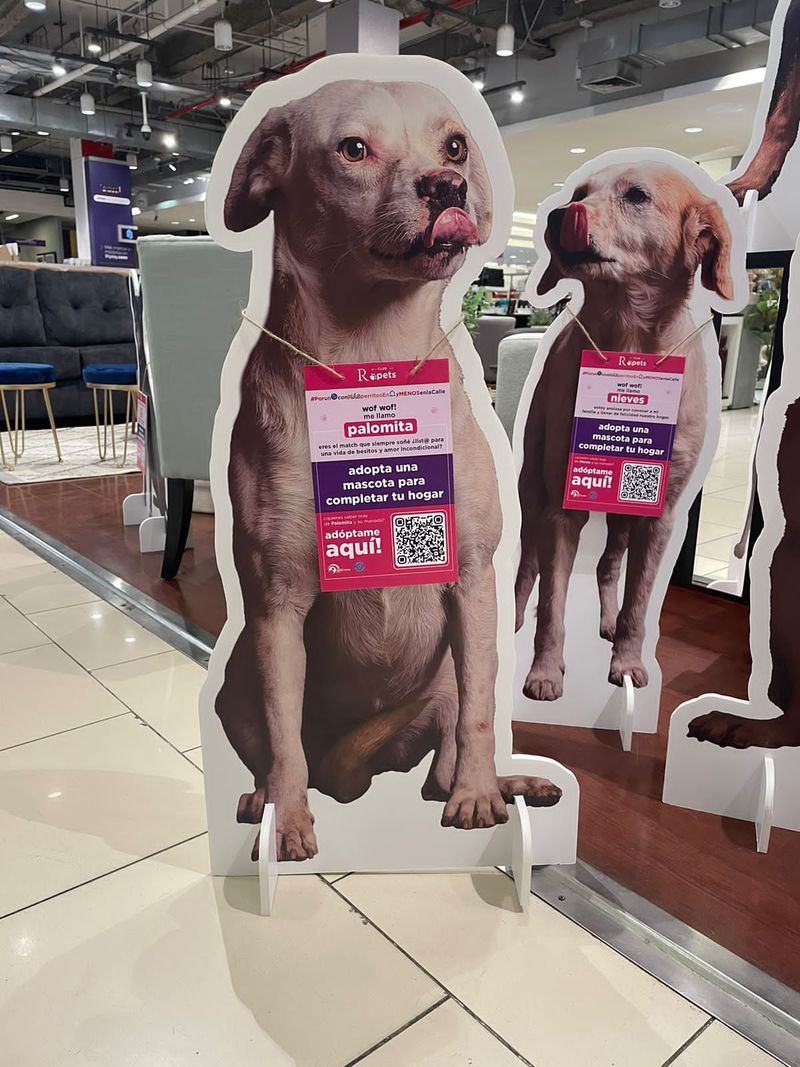 Ayúdanos a ayudar | Mirada Animal Chile