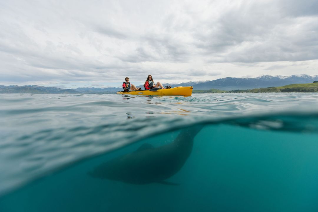 Best Seal Kayaking Tours in New Zealand | Seal Kayak Kaikōura