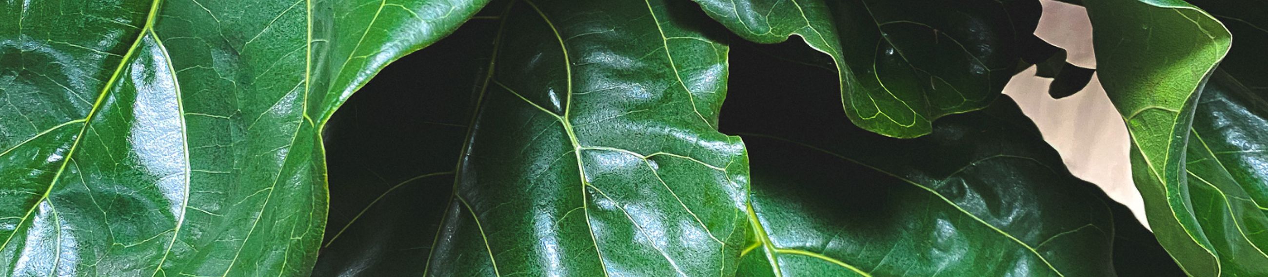 Pilates for Rowers | Blog