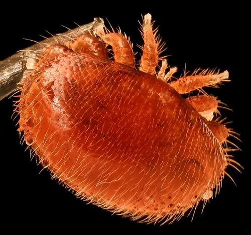 What is Varroa Mite? - ApiSave
