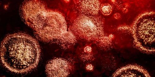 What is Red Mould? | Cleanse Force UK