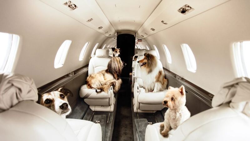 Pet-Friendly Private Jet Charter | Global Charter