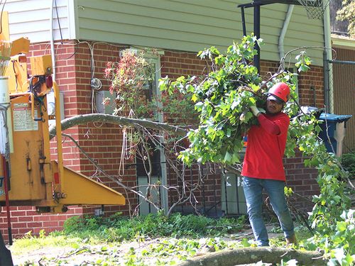Tree Canopy Elevation & Thinning Falls Church VA | Dad’s Tree Service