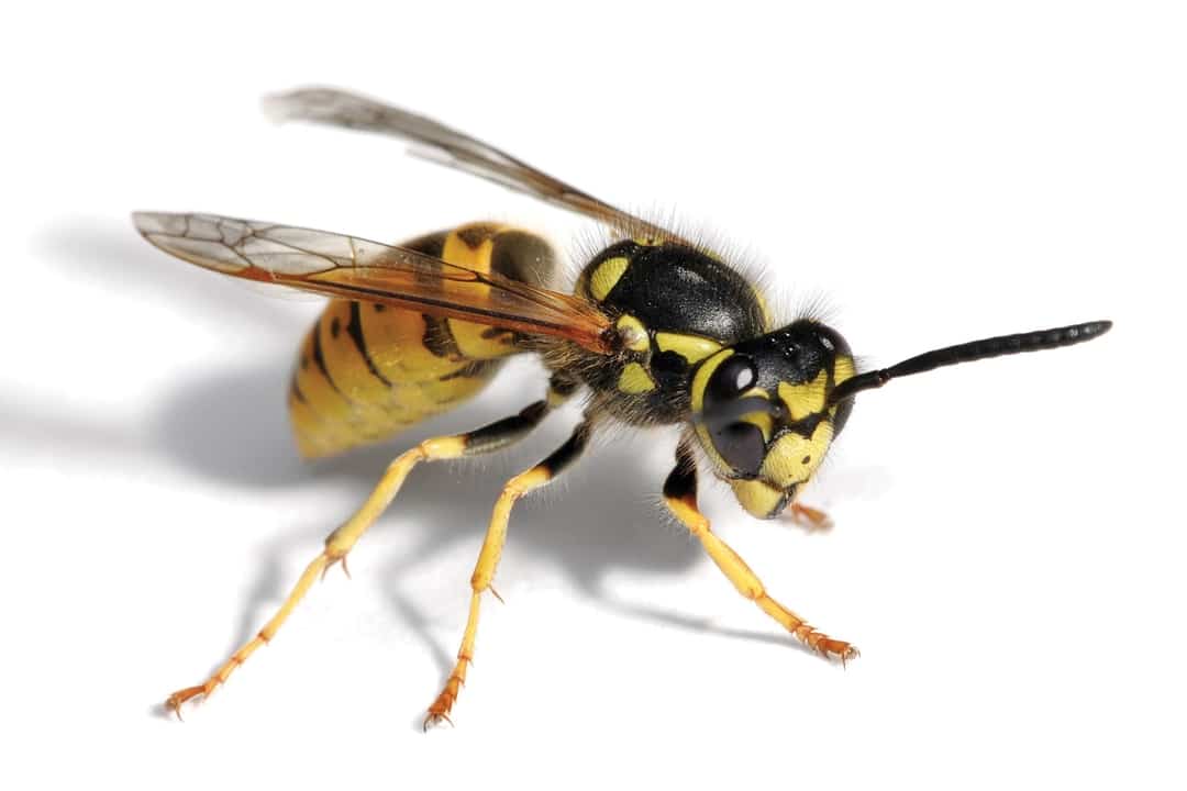 Wasp & Hornet Control - Boise, Meridian, Nampa, Kuna, Eagle, Star