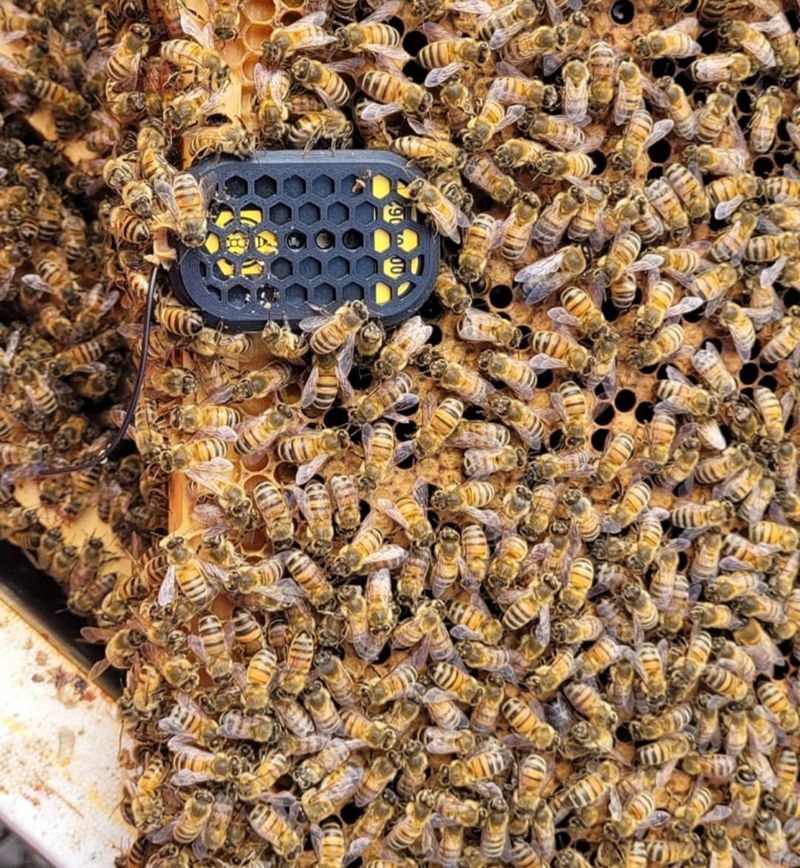 Smart Beehive Monitoring System - Made in Britain