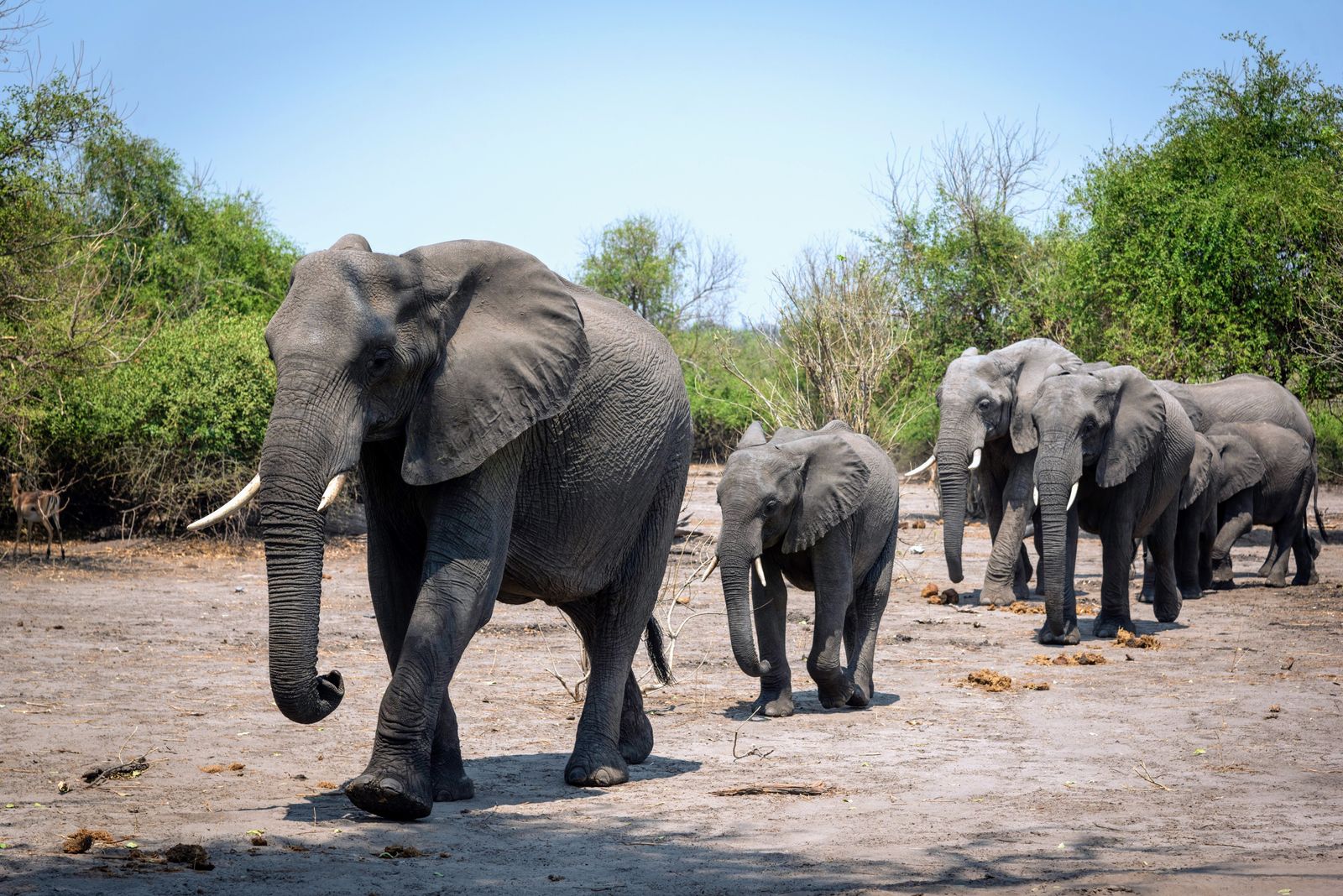 Exploring the Diverse Tribes in Zambia in Zambia |Community Experience ...