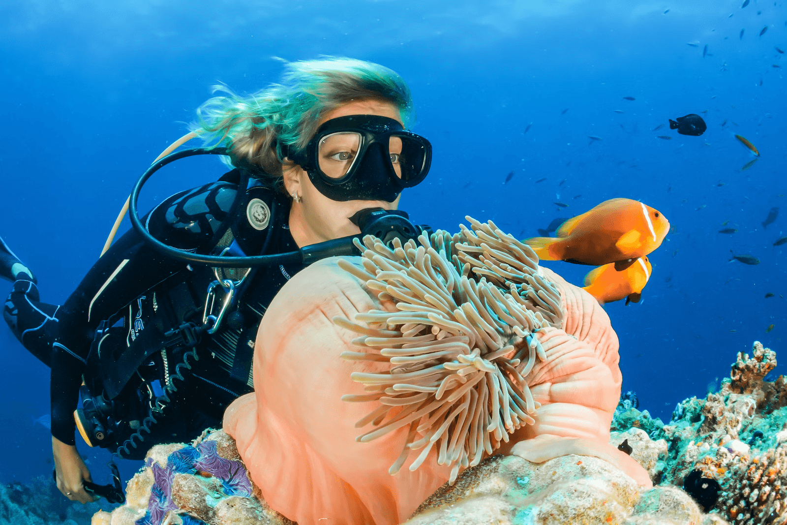 Diving The Philippines & Apo Island | Bongo Bongo Divers
