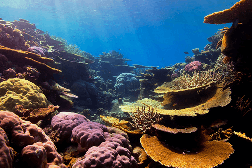 Diving The Philippines & Apo Island | Bongo Bongo Divers