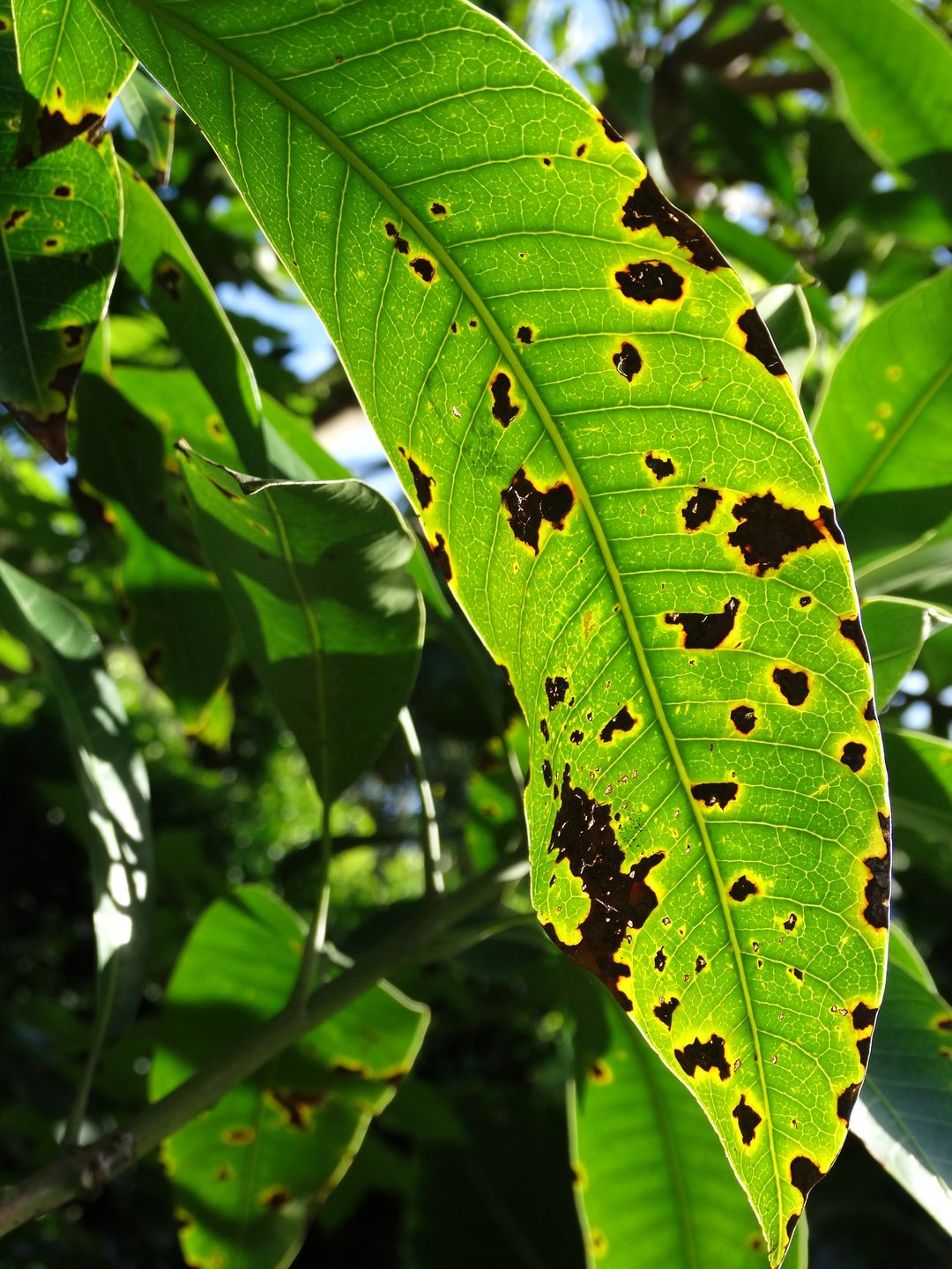crop.health AI Crop Disease Identification API by kindwise