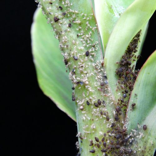 crop.health AI Crop Disease Identification API by kindwise