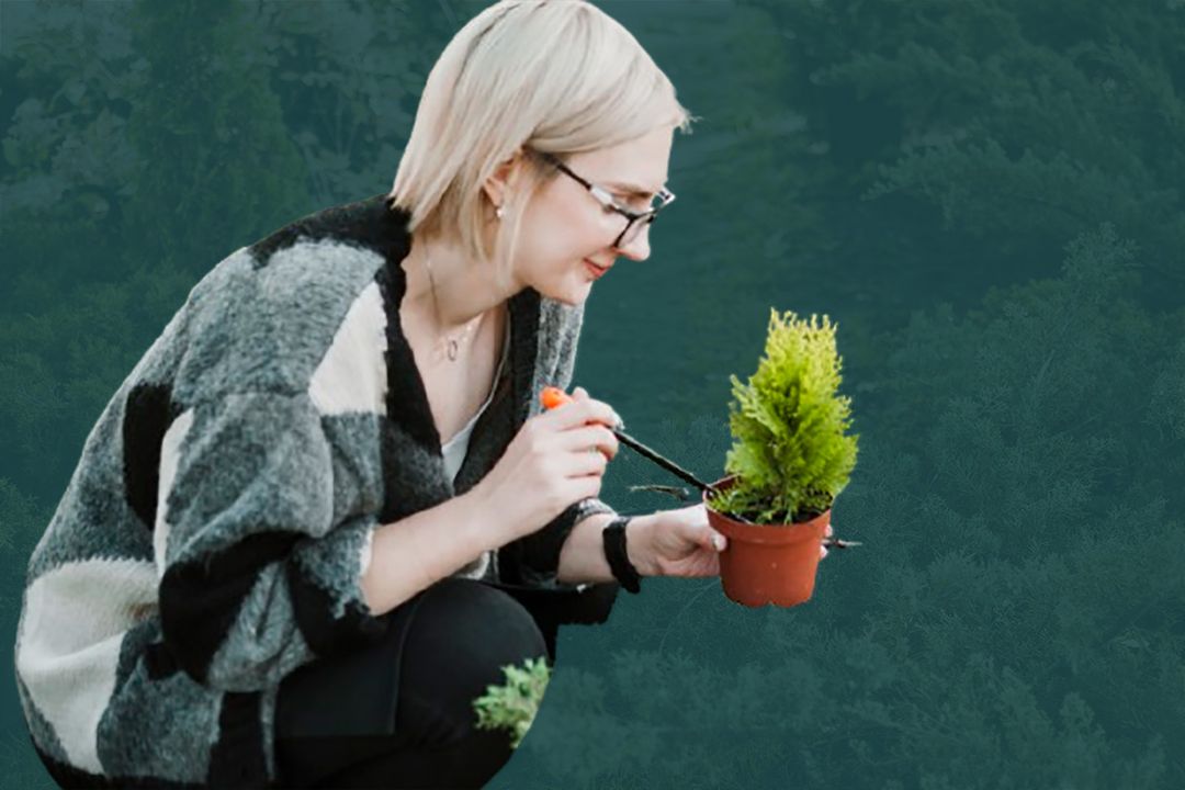 Applying Rooting Hormones For Better Root Development | Future1st