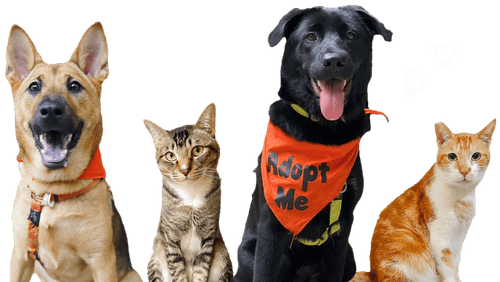 Hong Kong Paws Foundation