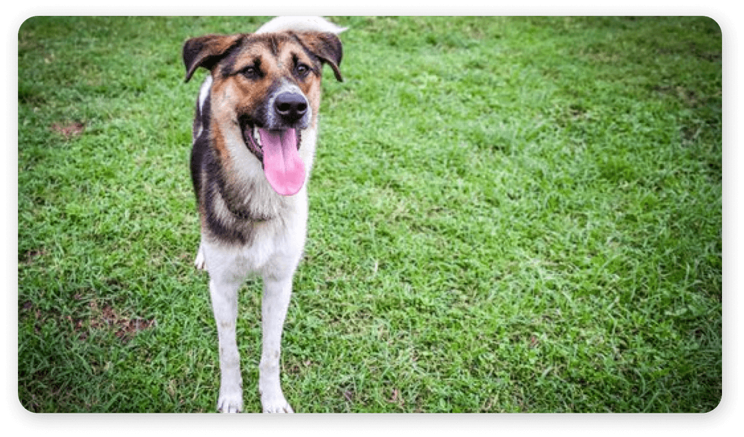 Hong Kong Paws Foundation