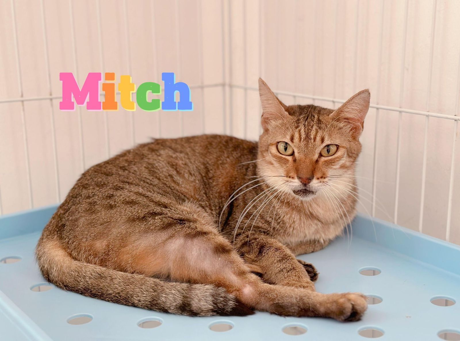 Cats | Meet and Adopt