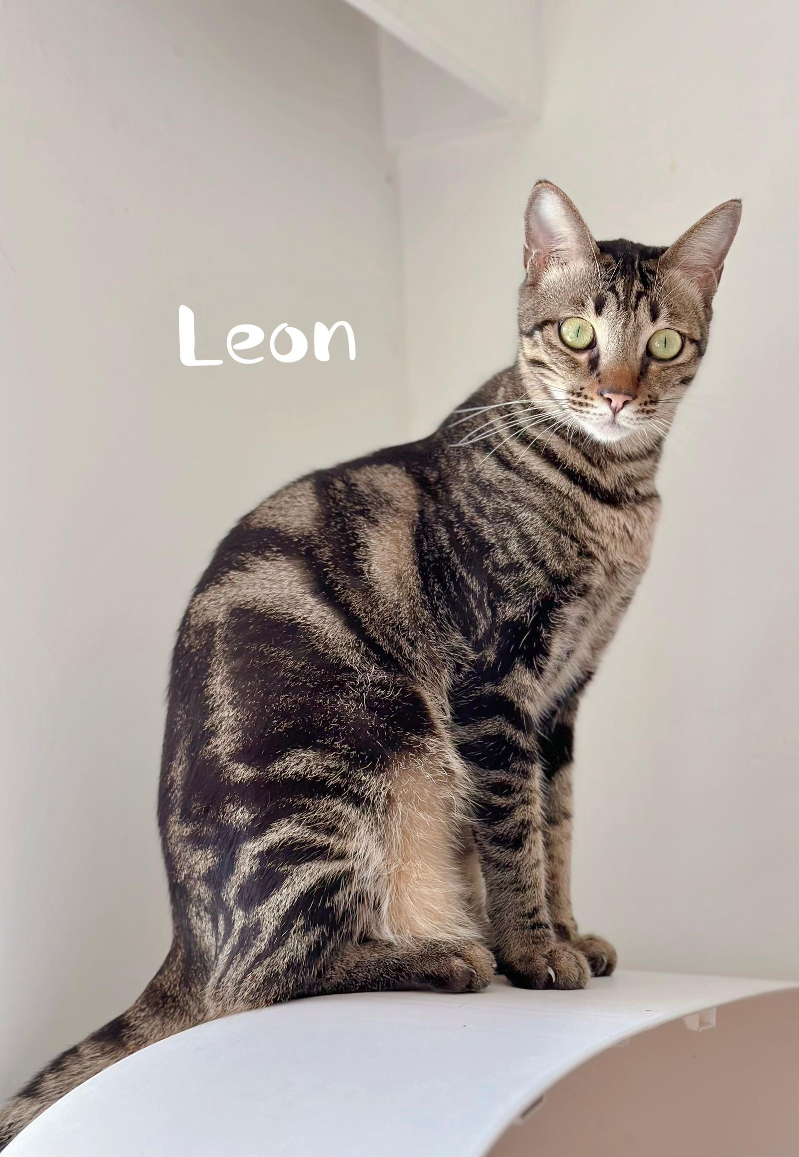 Cats | Meet and Adopt