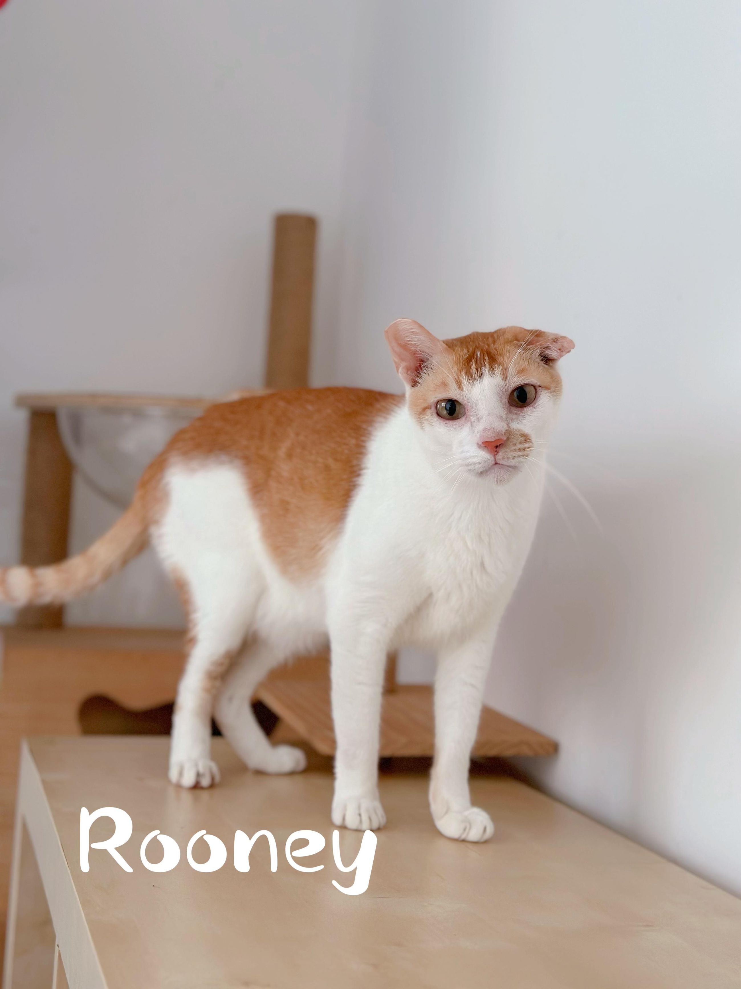 Cats | Meet and Adopt