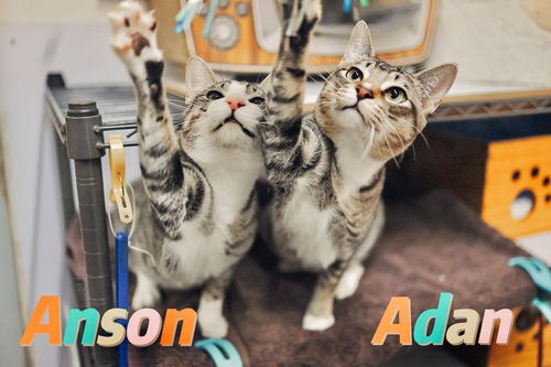 Cats | Meet and Adopt