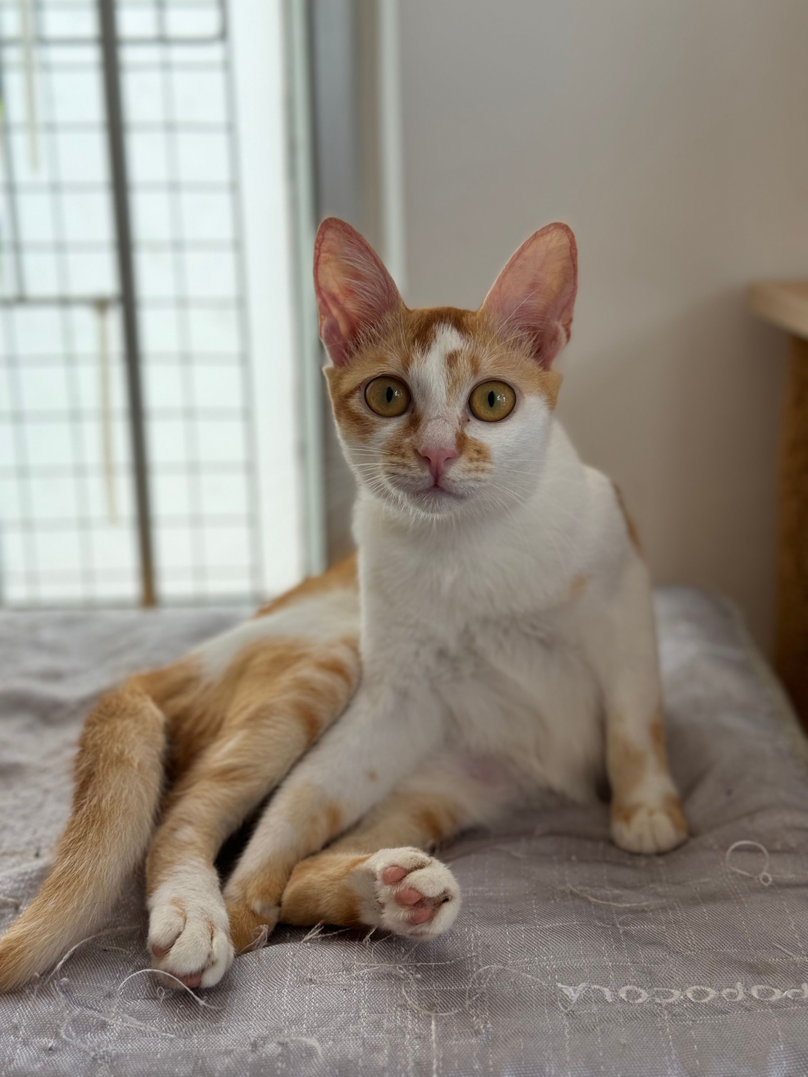 Cats | Meet and Adopt