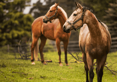 BasculeUW - Equine Insurance done differently