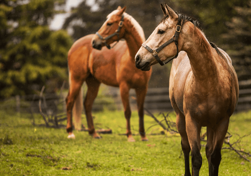 BasculeUW - Equine Insurance done differently