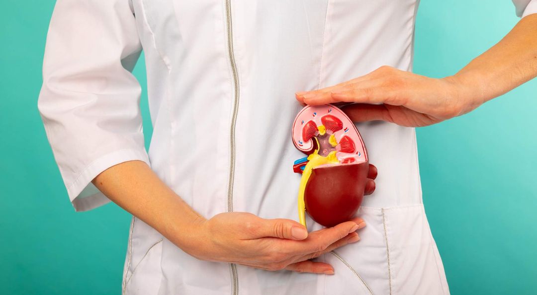 How Does Alcohol Affect Your Kidney Health?