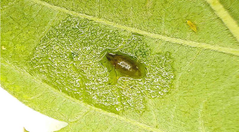 Athena IPM Line | Insecticide and Fungicide