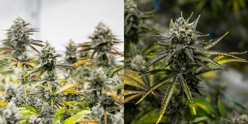 Cannabis Flowering Stage: Buds, VPD & Harvest