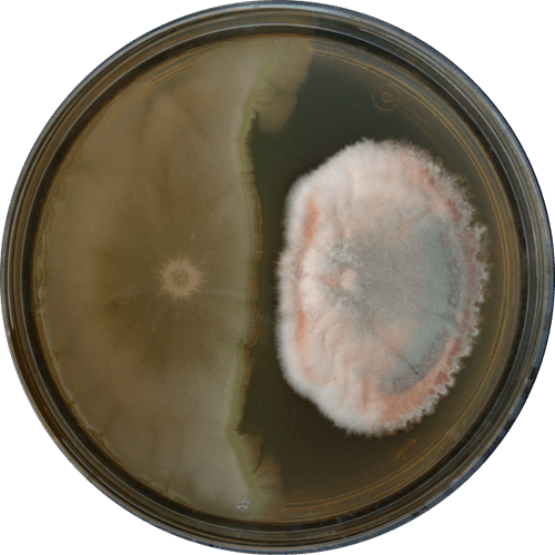 Reshape Biotech