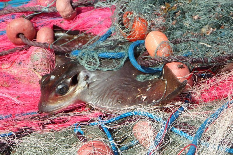 Ocean Dead Zones: What Are They and Can Dead Zones Recover? | New Roots ...
