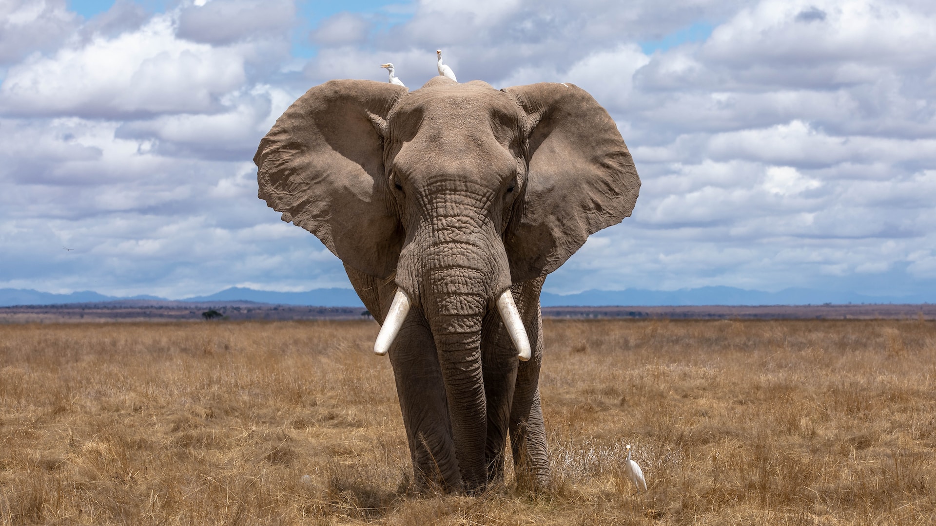 Leadership Style Quiz: What Animal Are You?