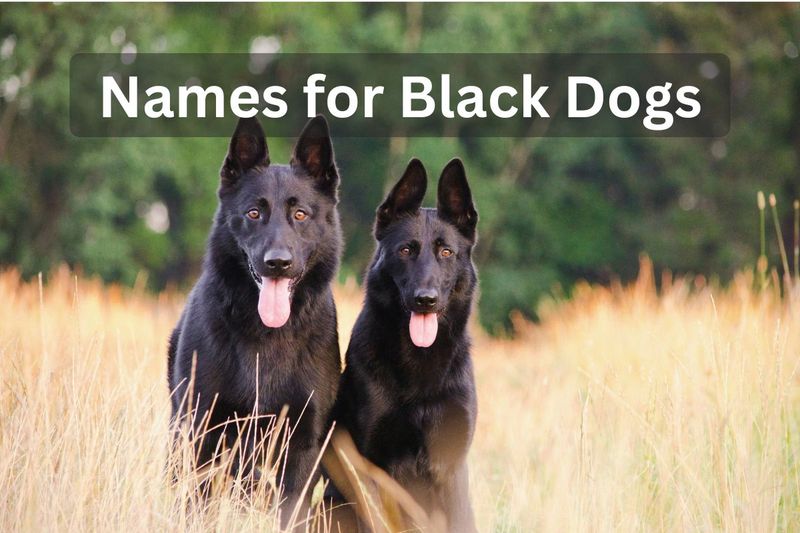 187 Black Dog Names That Stand Out