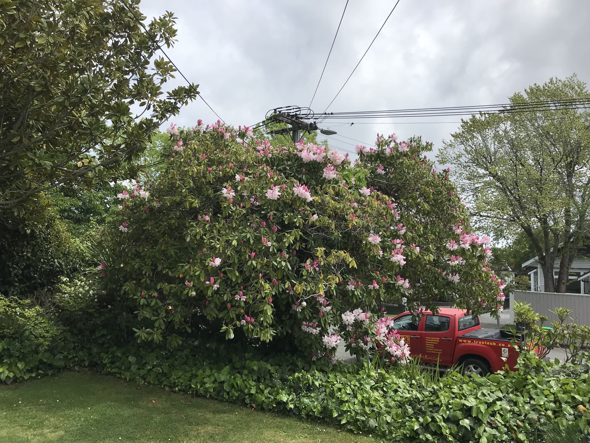 Reduction and Shaping | Tree Lopping | Treetech