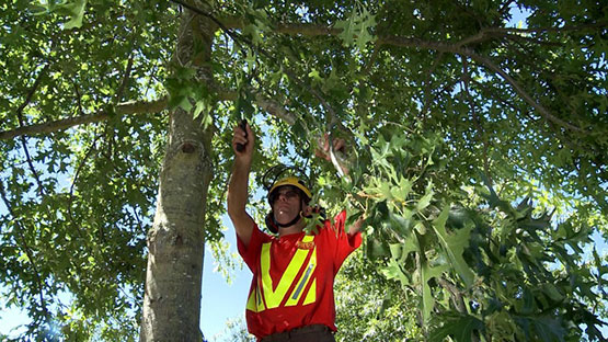 Leading The Way | Treecare Specialists | Treetech