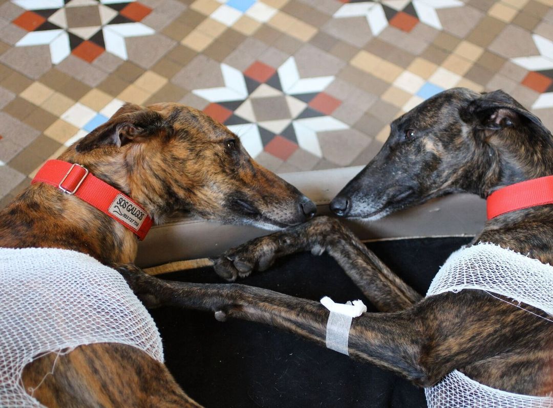SOS Galgos - About hare coursing with Galgos in Spain